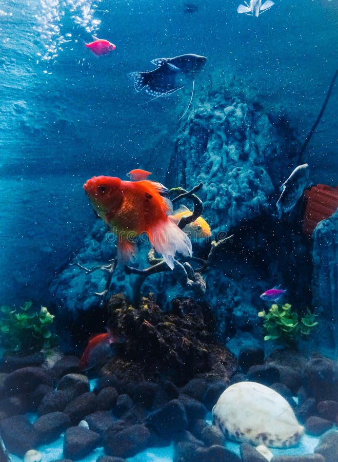 Many Fishes in the Aquarium Stock Image - Image of reef, underwater ...