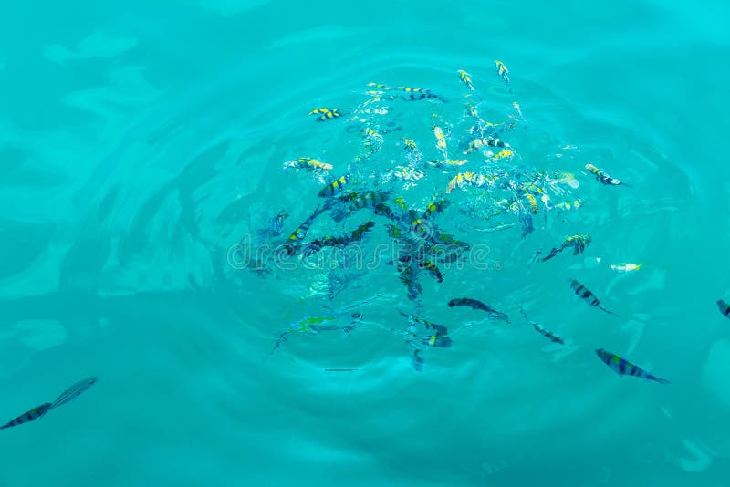 Many fishes in the sea stock image. Image of animal, scuba - 90350047