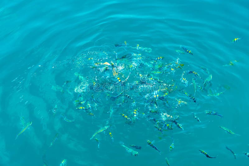 Many fishes in the sea stock image. Image of aquarium - 90410155