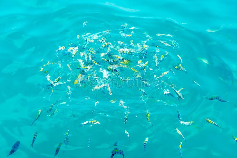 Many fishes in the sea stock photo. Image of marine, beautiful - 90411830