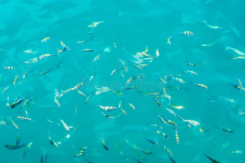 Many fishes in the sea stock image. Image of animals - 90496853