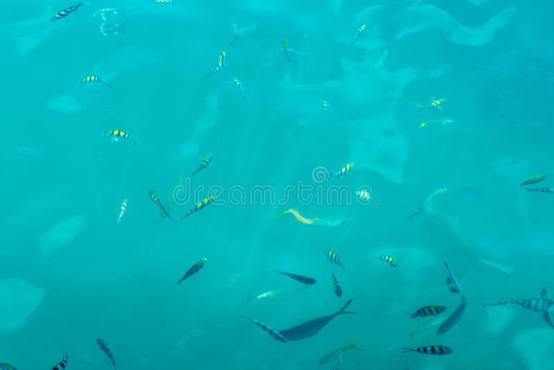 Many fishes in the sea stock photo. Image of nature, blue - 90591258