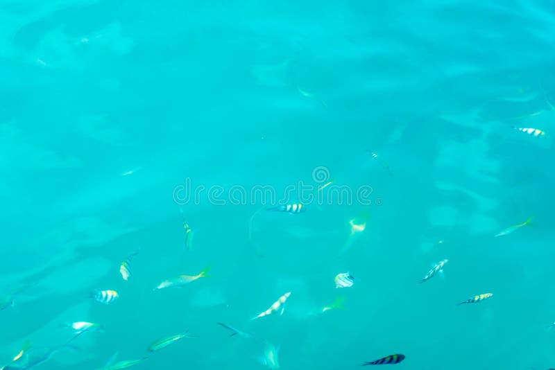 Many fishes in the sea stock image. Image of ocean, travel - 90877939