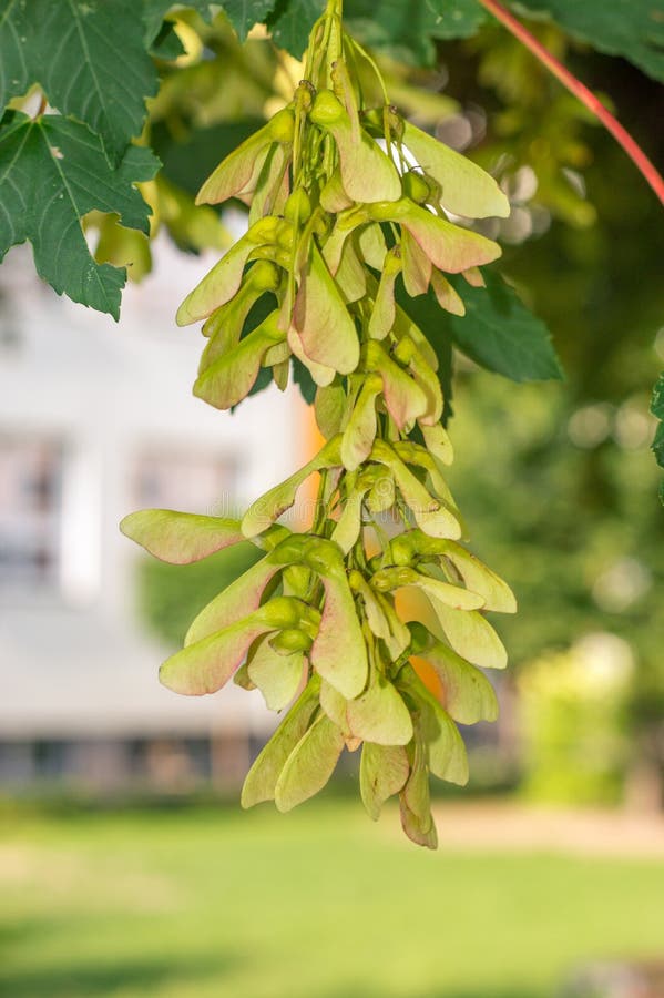 Many Flat Samara, Maple Key. Acer Seeds on the Branch Stock Image ...