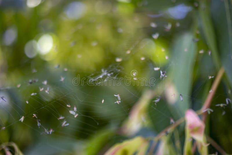 Flies Trapped Spider Web Stock Photos - Free & Royalty-Free Stock ...