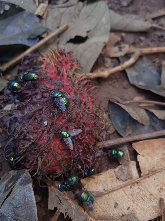 Many Flies Eat Rotten Fruit Stock Photo - Image of fruit, flies: 312967276