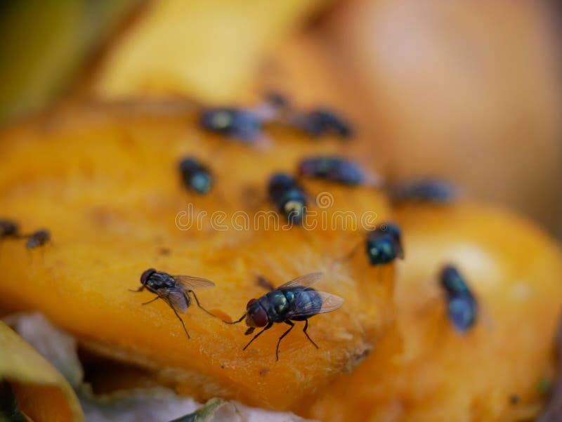 5,108 Flies Food Photos - Free & Royalty-Free Stock Photos from Dreamstime