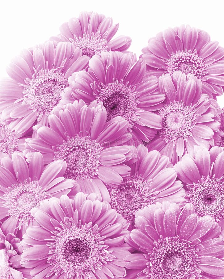 Many flower petals stock photo. Image of floral, macro - 8173216