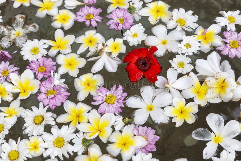 Many flower in the pool stock photo. Image of colorful - 29283062