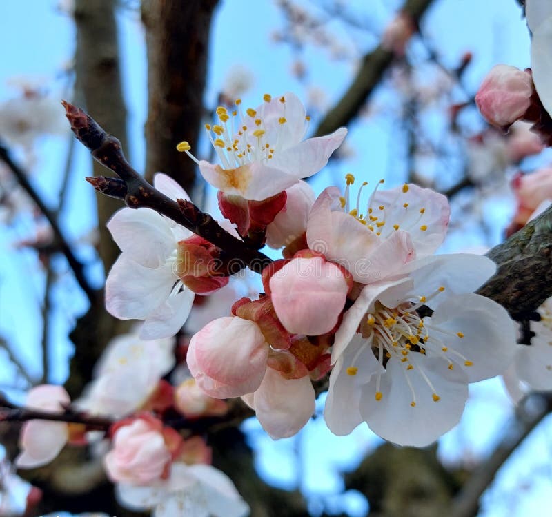 Many Flowering Branches of Apricot Tree Stock Image - Image of pistils ...