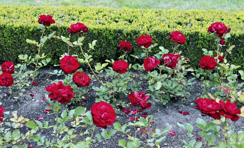 Many Flowers of Beautiful Red Roses Stock Image - Image of long, flora ...