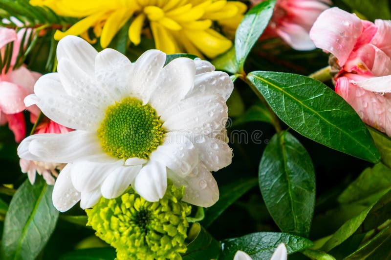 Many Flowers of Bright and Beautiful Colors Stock Photo - Image of ...