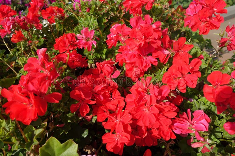 Many Flowers of Red Ivy-leaved Pelargonium Stock Image - Image of petal ...