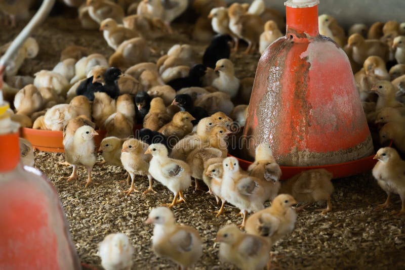 Many Fluffy Tiny Multicolored Chicks Stock Image - Image of feather ...