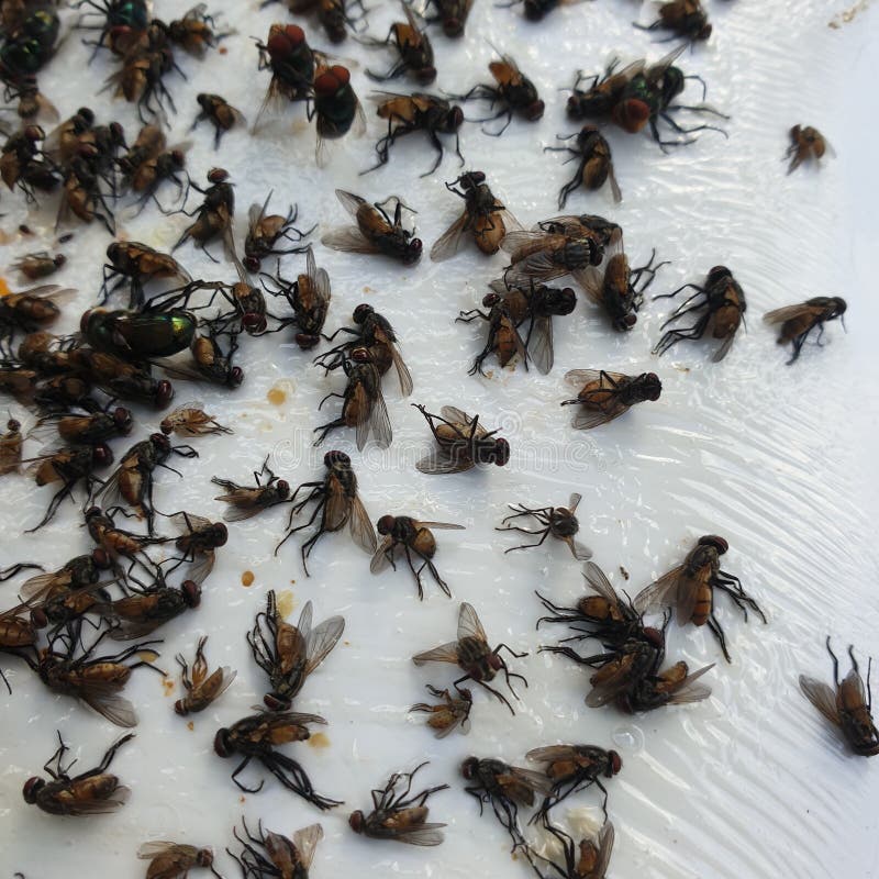 Dirty Insect and Dead Fly on the Floor. Stock Photo - Image of food ...