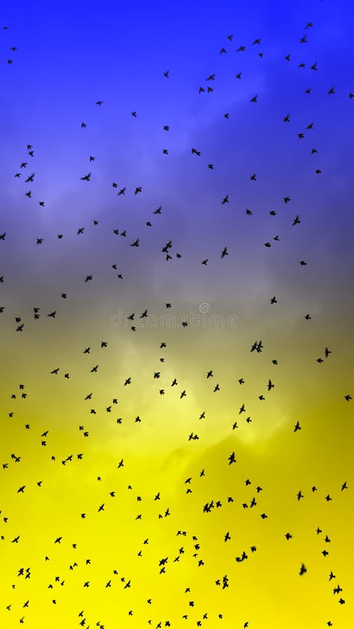Many Flying Birds, Crows in the Sky in Ukraine, Photo Stock Image ...