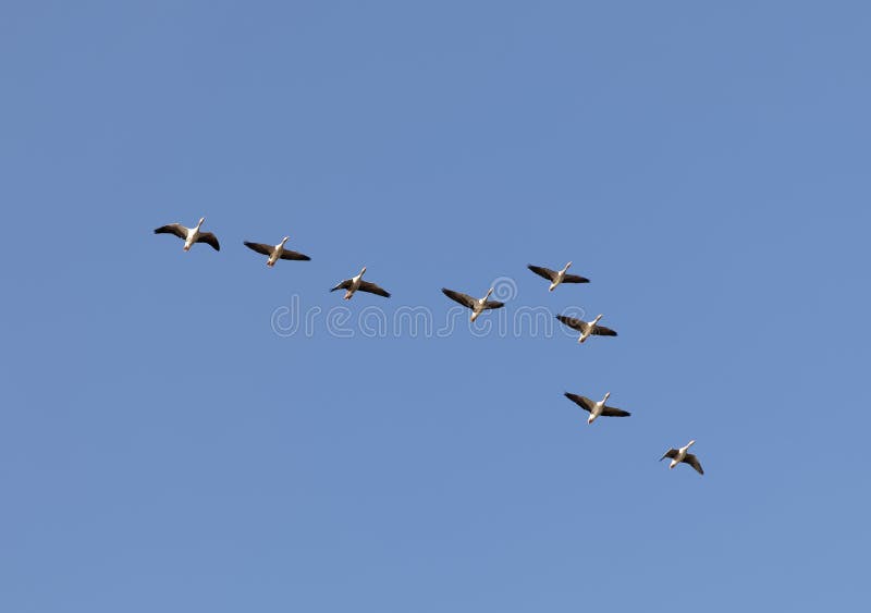 Many Flying Goose, Blue Sky Stock Photo - Image of nature, waterbird ...