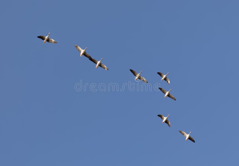 Many Flying Goose, Blue Sky Stock Image - Image of beak, waterbird ...