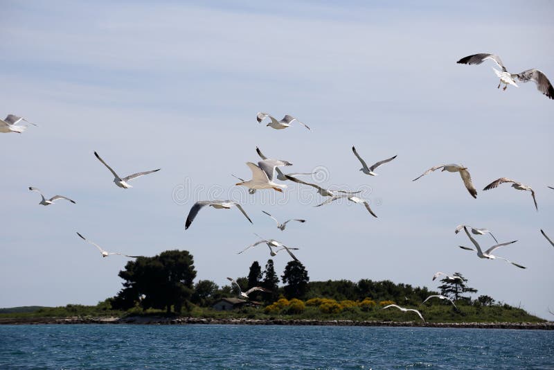 Many flying sea- gulls stock photo. Image of cloud, catch - 80731394