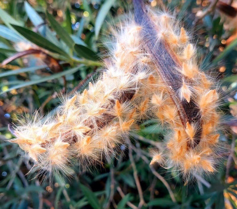 Many Flying Seeds Oleander Tree Stock Photos - Free & Royalty-Free ...