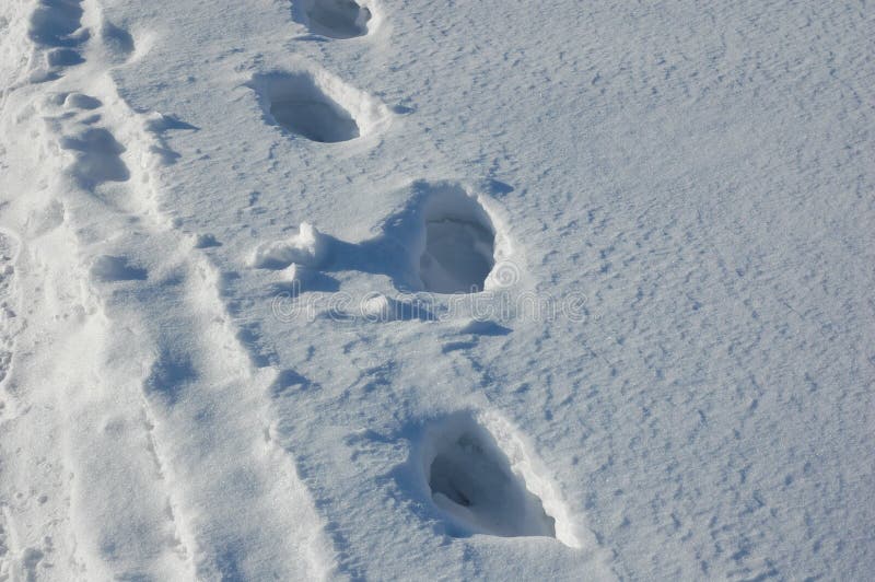 Many Footprints in the Snow Stock Photo - Image of footstep, background ...