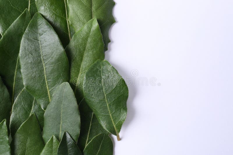 Many Fresh Bay Leaves on White Background, Flat Lay. Space for Text ...
