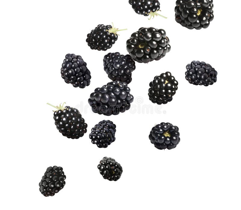 Many Fresh Blackberries Falling on White Background Stock Image - Image ...