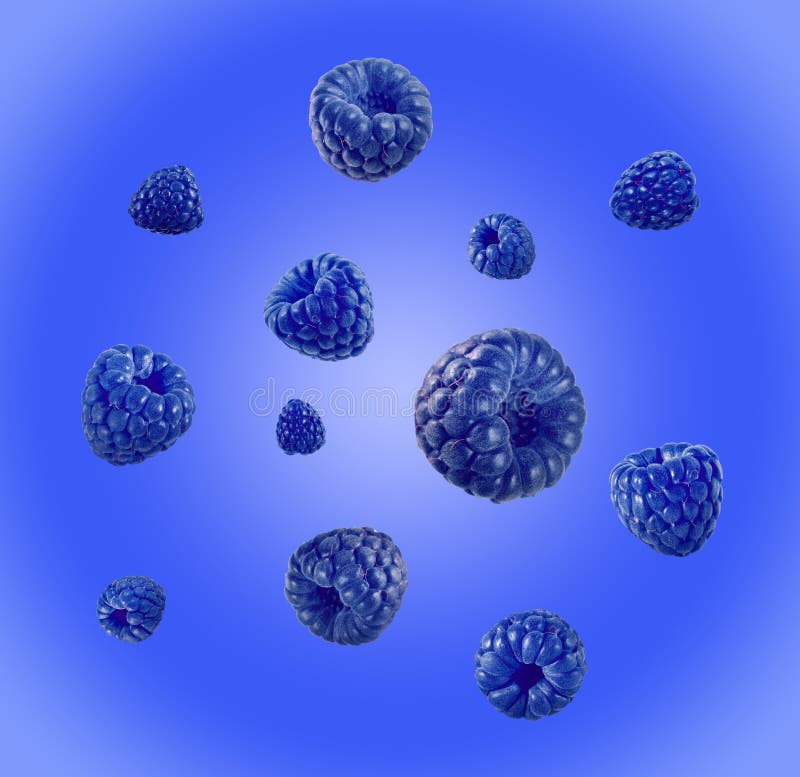 Many Fresh Blue Raspberries Falling on Blue Background Stock ...