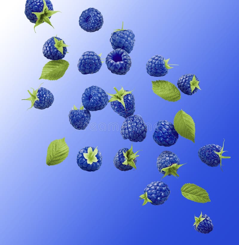 Many Fresh Blue Raspberries and Green Leaves Falling on Blue Background ...