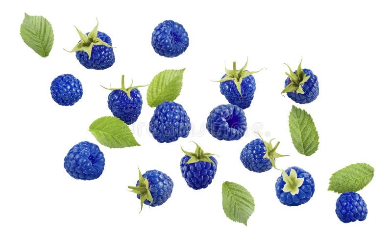 Many Fresh Blue Raspberries and Green Leaves Falling on White ...