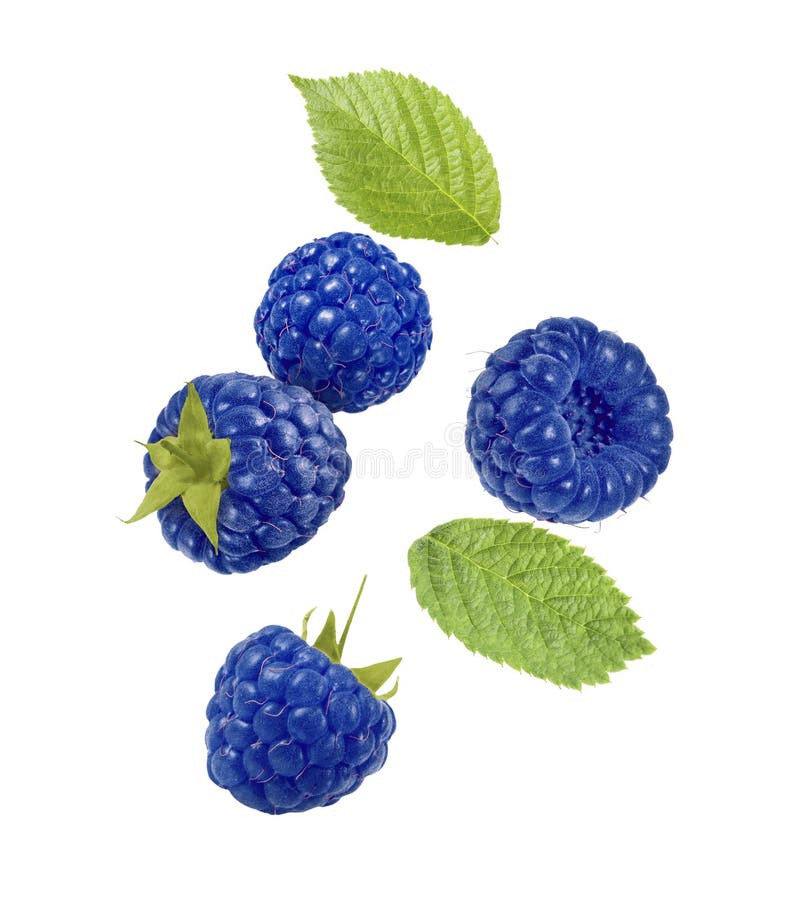Many Fresh Blue Raspberries and Green Leaves Falling on White ...