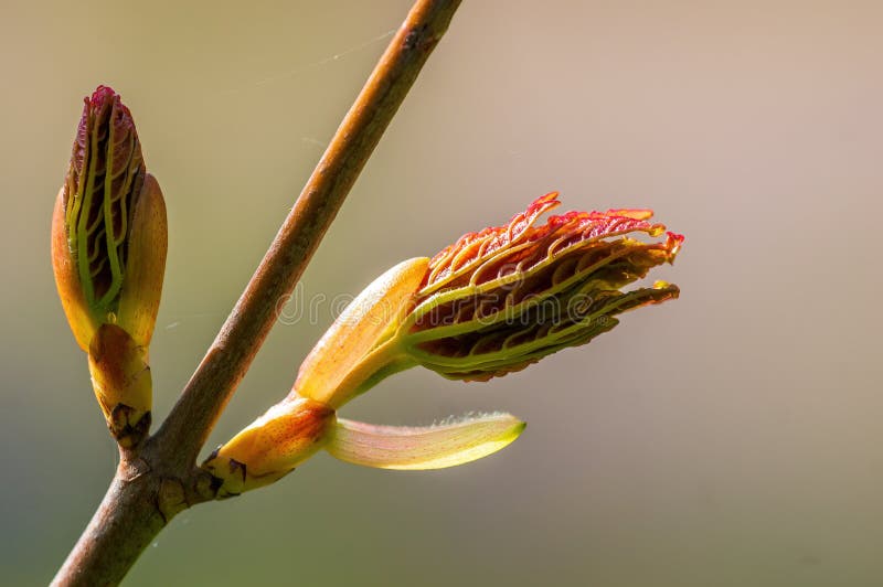 Many Fresh Buds on a Branch Stock Image - Image of shoot, freshness ...