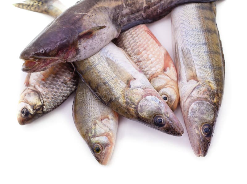 Many fresh fish stock image. Image of paddlefish, perch - 219228029