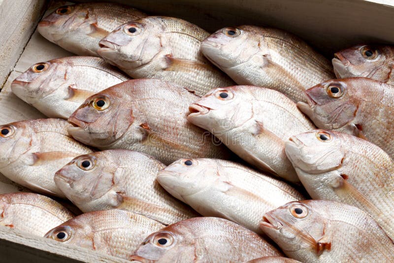 Raw fish lined stock image. Image of silver, bream, seafood - 165183365