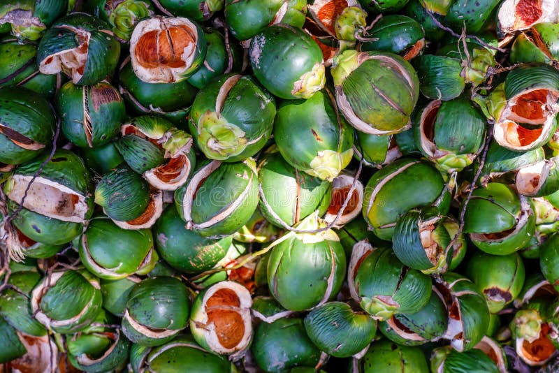 Green Tree Leaves and Branches Isolated on White Background Stock Photo ...