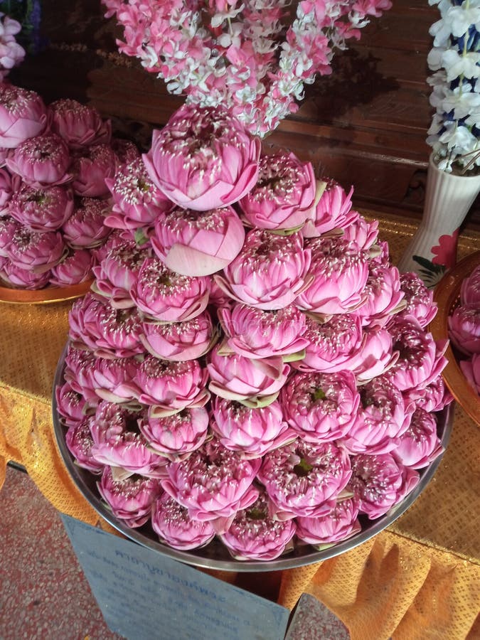 Pink Lotus Flower and Seedpods Editorial Photography - Image of beauty ...