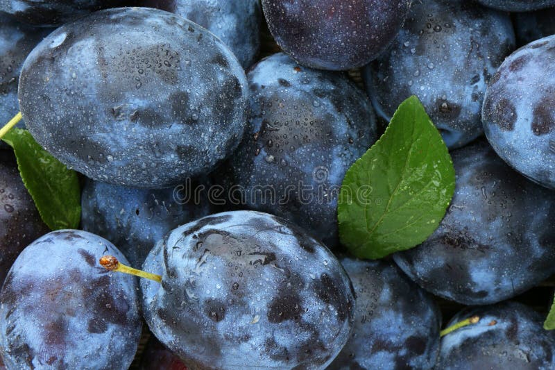 Many Fresh Plums and Leaves with Water Drops As Background, Top View ...