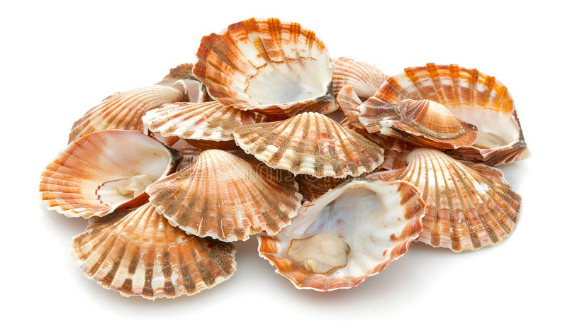 Many Fresh Raw Scallops in Shells Isolated on White Stock Image - Image ...