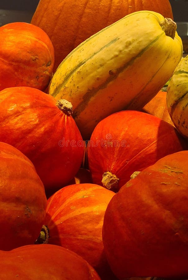 Many fresh red pumpkins stock image. Image of plant - 230579283