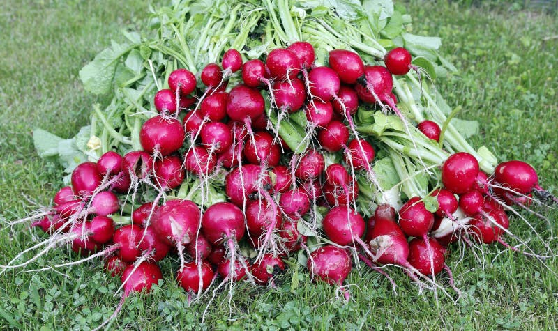 Many Fresh Red Radish with Leaves Stock Image - Image of vegetables ...