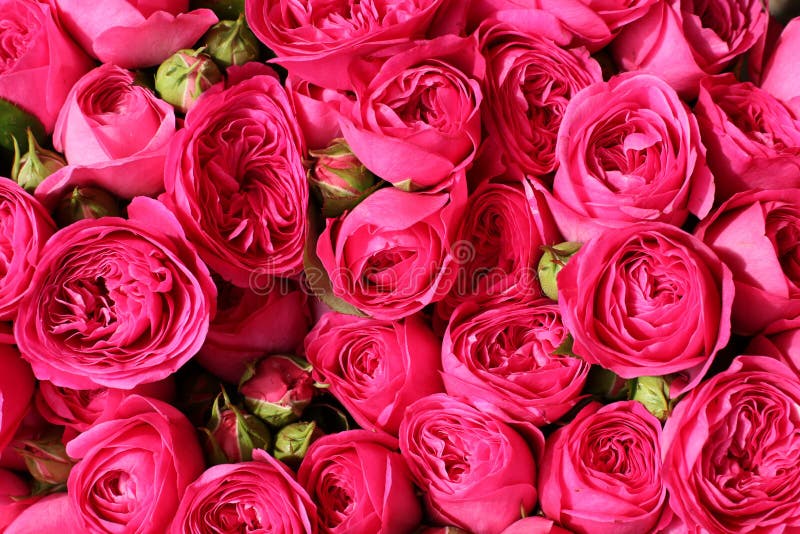 Many Roses from the Flower Market Stock Image - Image of blooming ...