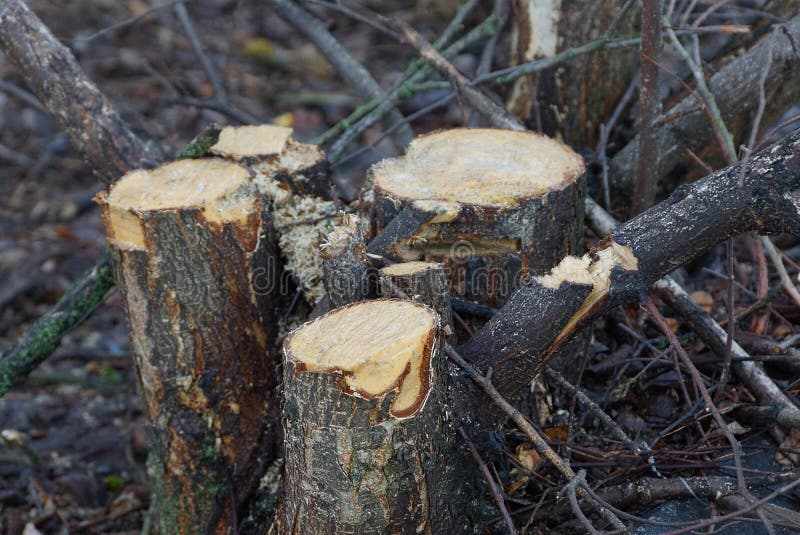 Many Fresh Stumps from Cut Trees in the Garden Stock Image - Image of ...
