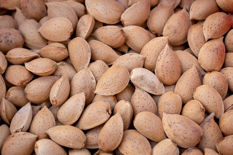 Many Freshly Picked Almonds Stock Image - Image of pecan, group: 158840441