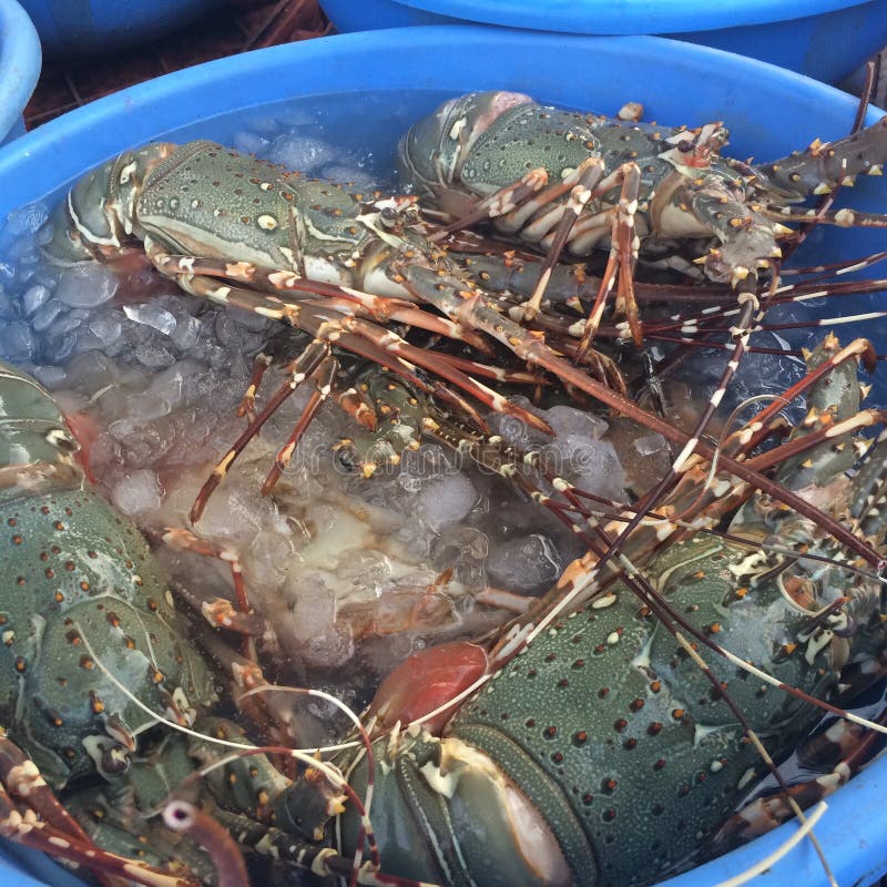 Many Freshwater Fish in the Basin , Fisheries in Thailand , Java Barb ...