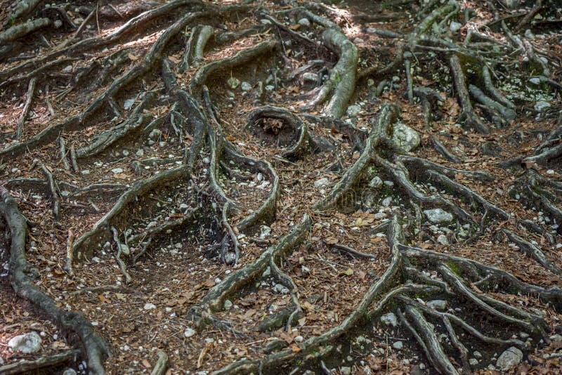 Many Frightening Tree Roots Stock Photo - Image of three, frightening ...