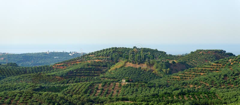 Many fruit trees. stock photo. Image of agriculture, grow - 61608356