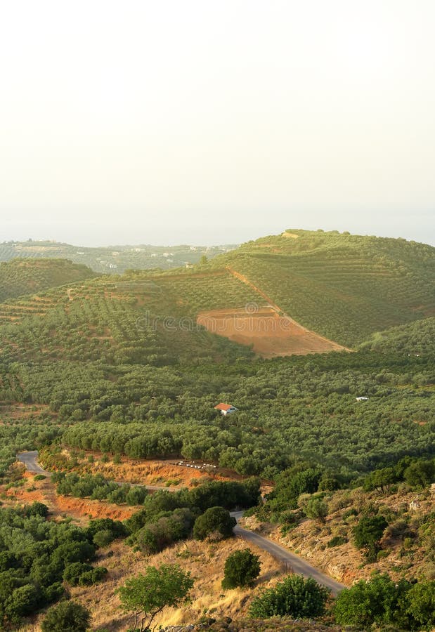 Many fruit trees. stock image. Image of orange, growing - 61609119