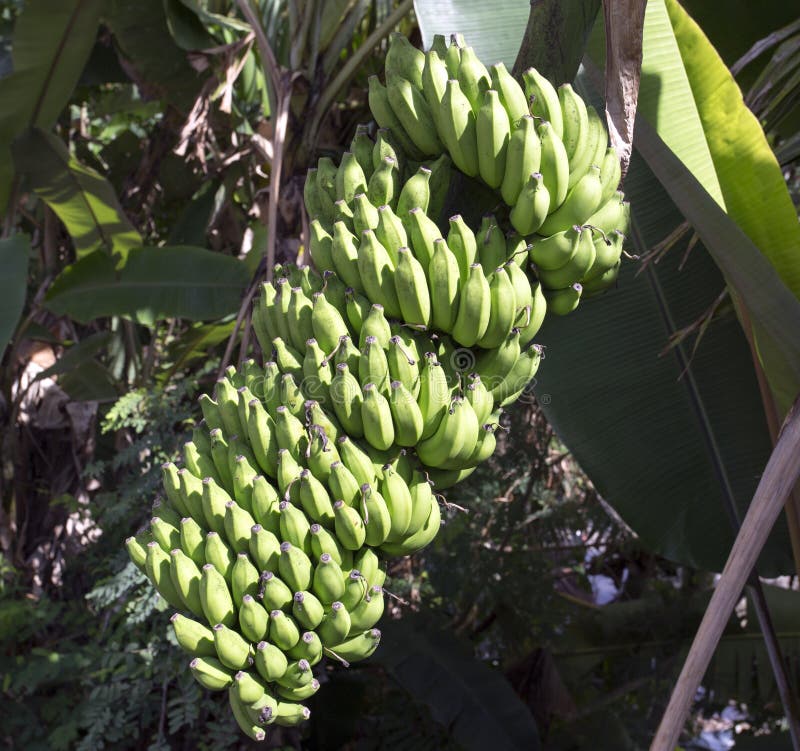 Many Fruits on a Banana Tree Stock Photo - Image of gardening, fresh ...