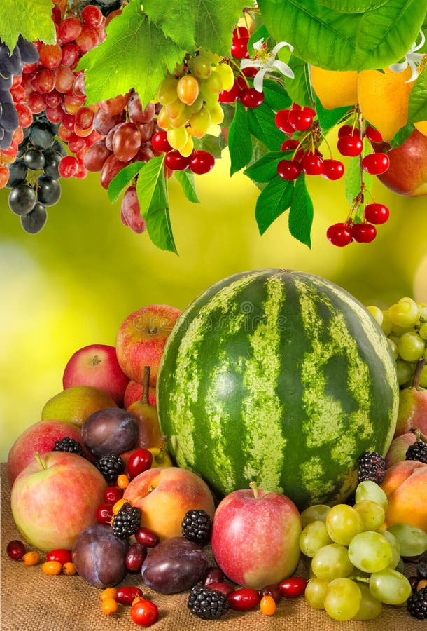 Many fruits and berries stock photo. Image of fresh, cherry - 63438648