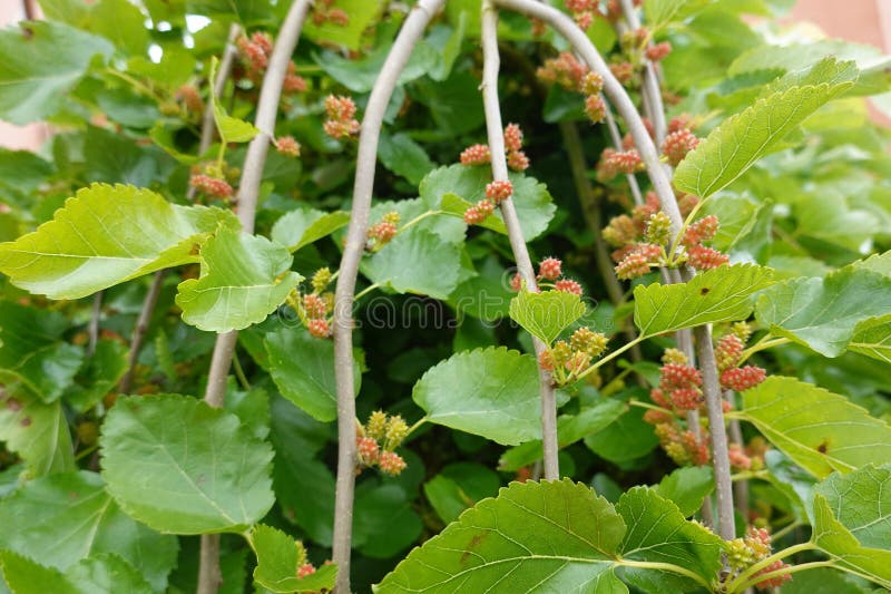 Many Fruits of the Mulberry Tree. Mulberry Fruit, Mulberry Berries ...
